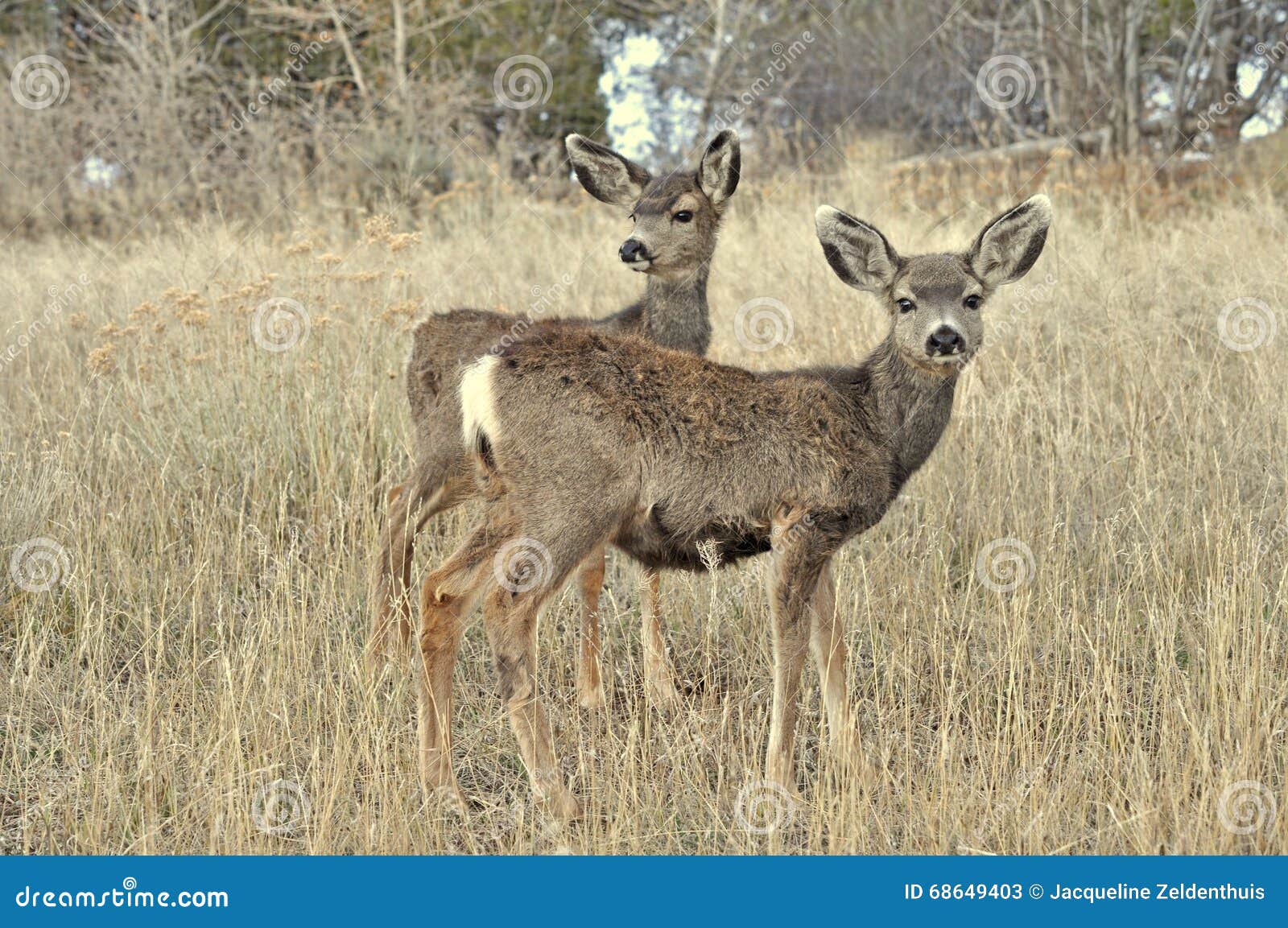 Twin Deer Fawns stock image. Image of cute, fawn, animal - 68649403