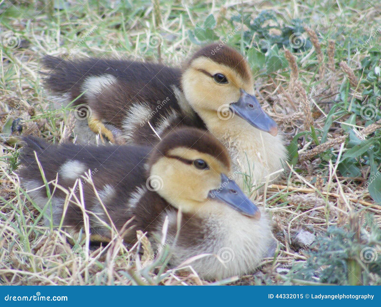 Twin Ducklings stock image. Image of twinducklings, pond - 44332015