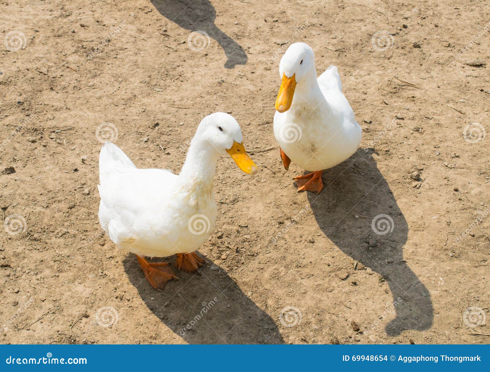 Twin ducks stock photo. Image of beautiful, female, wild - 69948654