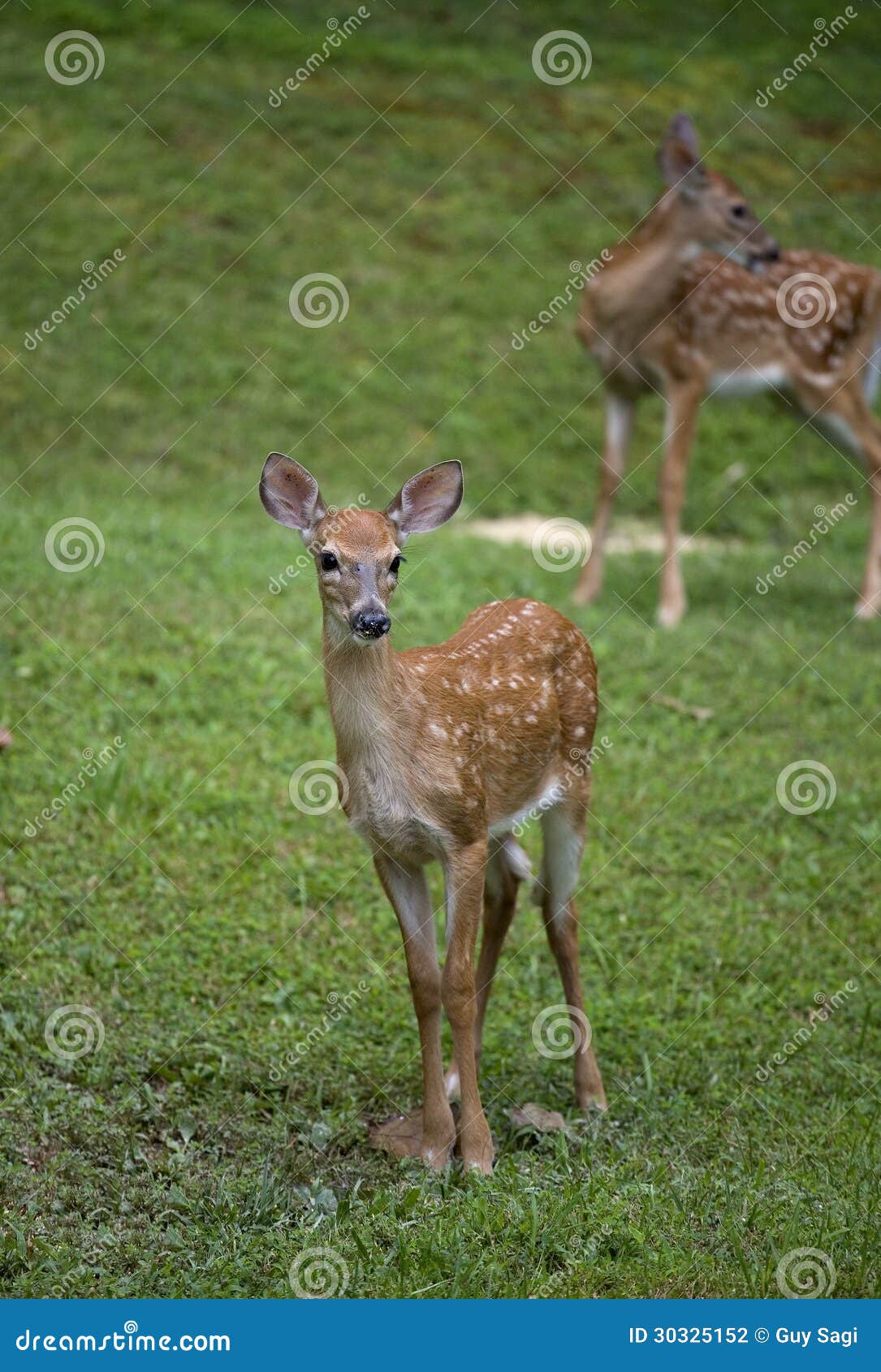 Twin fawns stock photo. Image of spots, ears, fawn, deer - 30325152