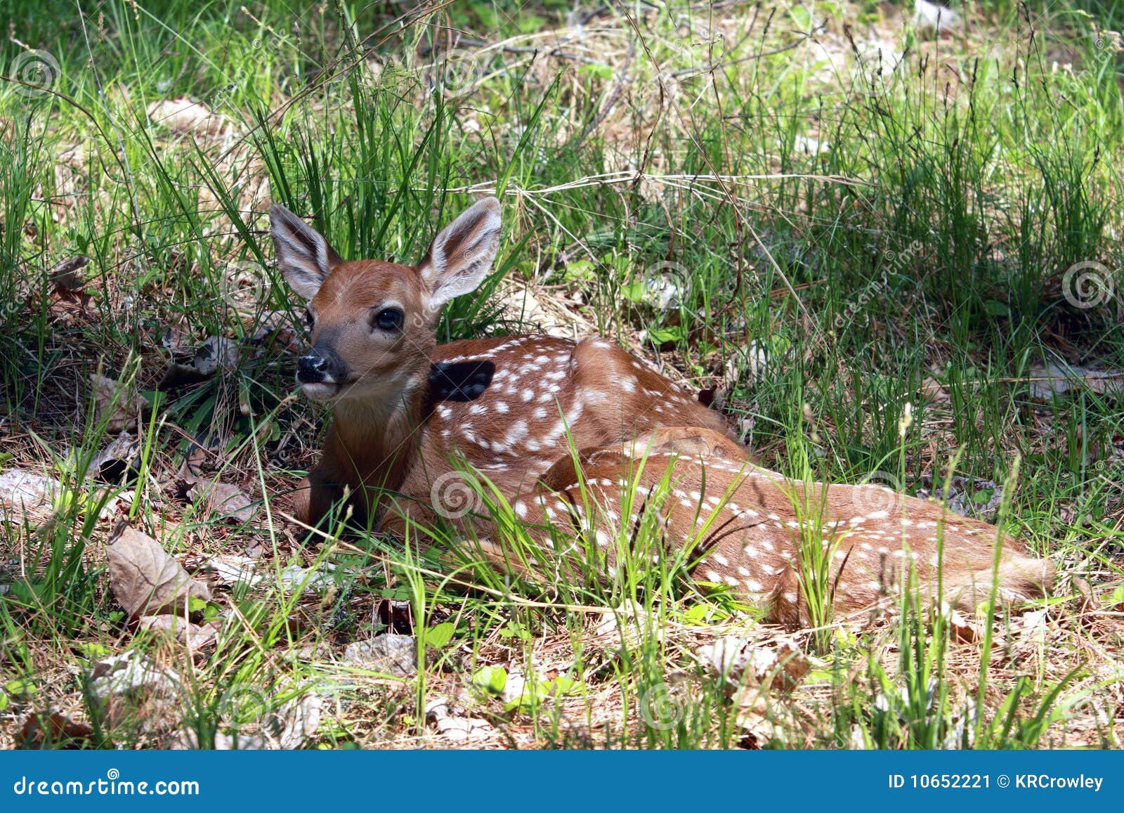 Twin Fawns Resting stock image. Image of watching, spring - 10652221