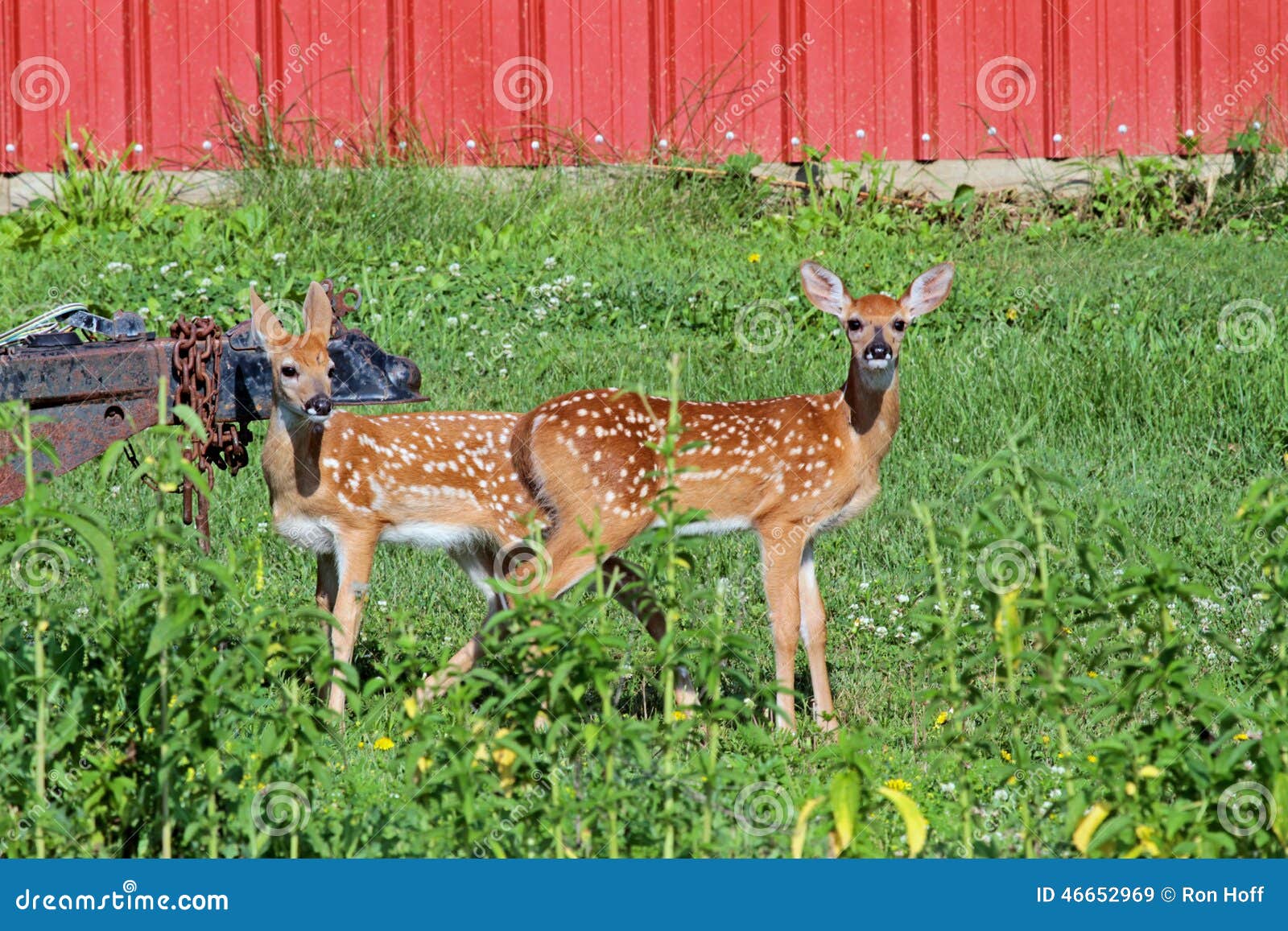 Twin Fawns stock image. Image of twin, deer, tail, fawn - 46652969