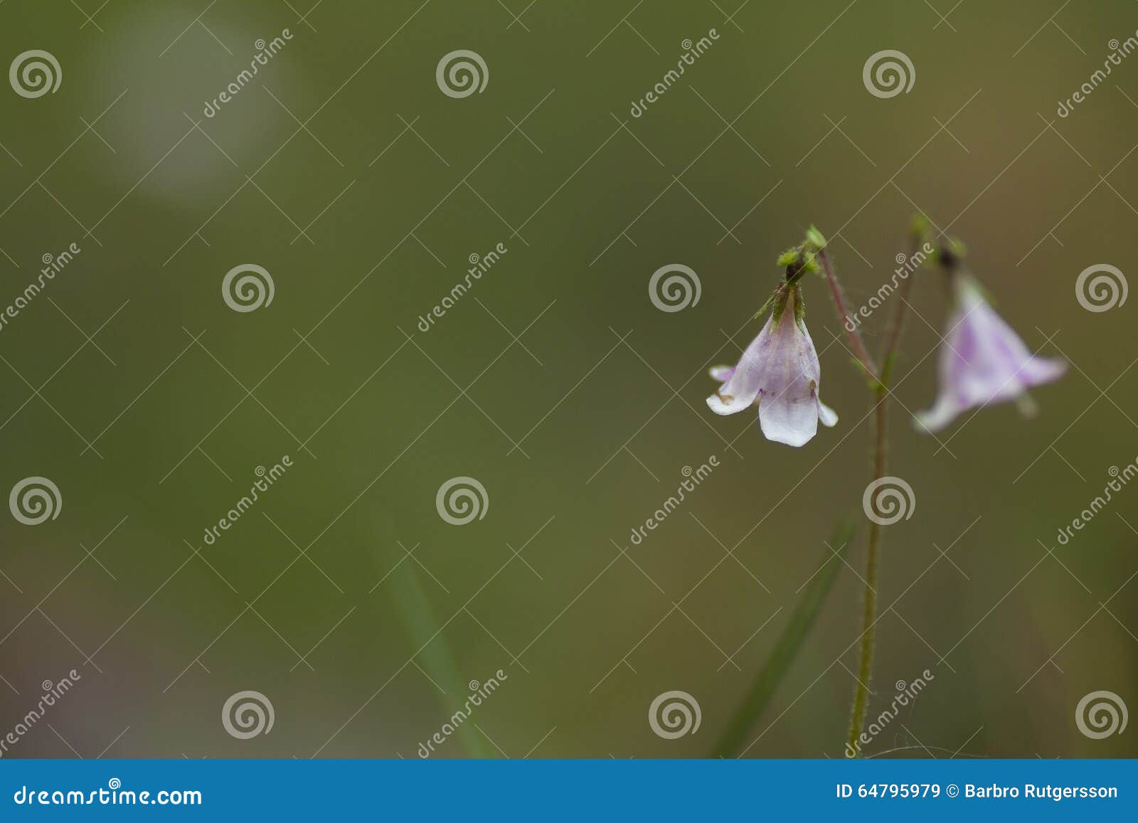 Twin flower stock image. Image of blossoming, blossom - 64795979