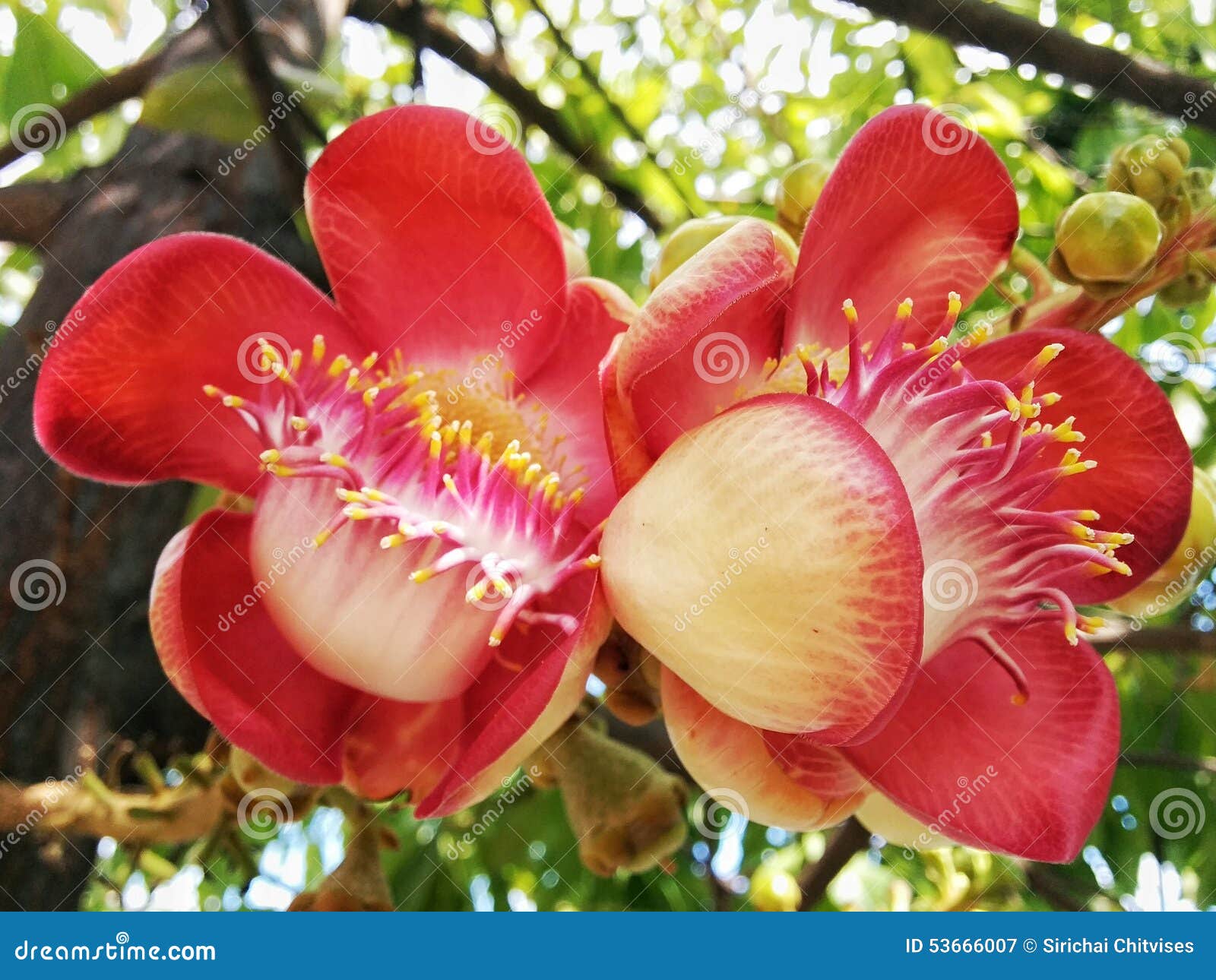 Twin flowers. stock image. Image of flowers, flower, bloom - 53666007