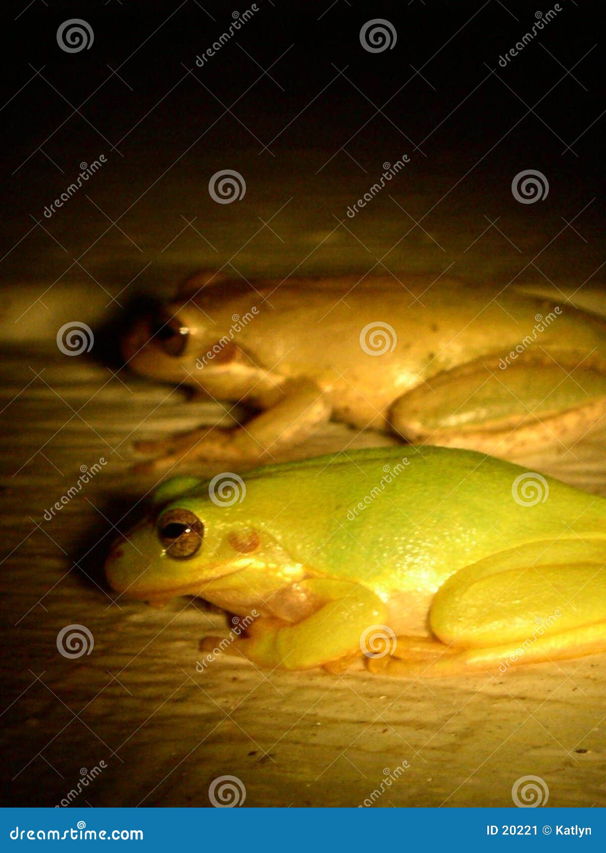 Twin Frogs stock image. Image of twin, tadpole, amphibians - 20221