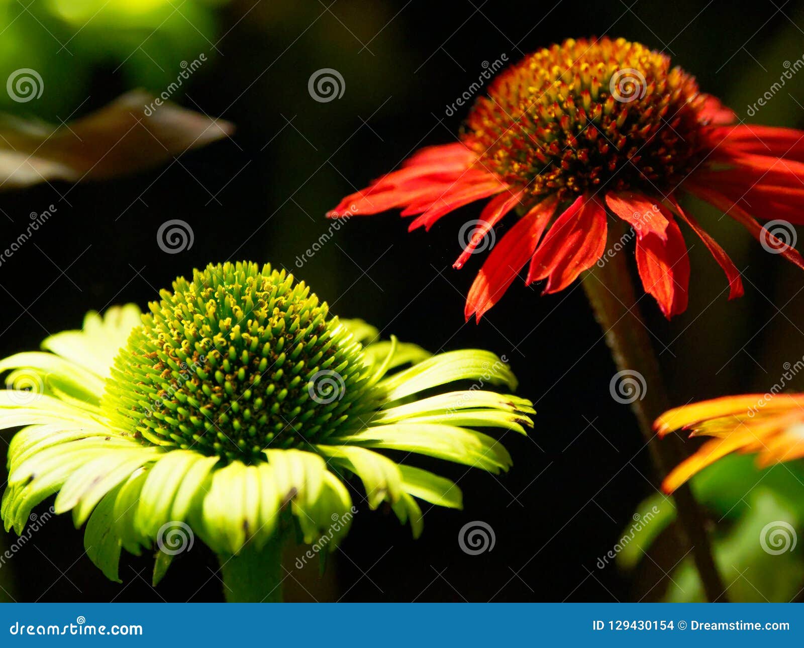 Red and Green Gerbera Daisies Stock Photo - Image of colours, single ...