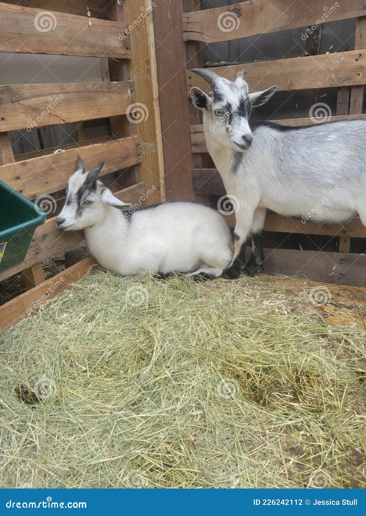 Twin Goats Showing Love To Each Other In Front Of Perfectly Aged ...