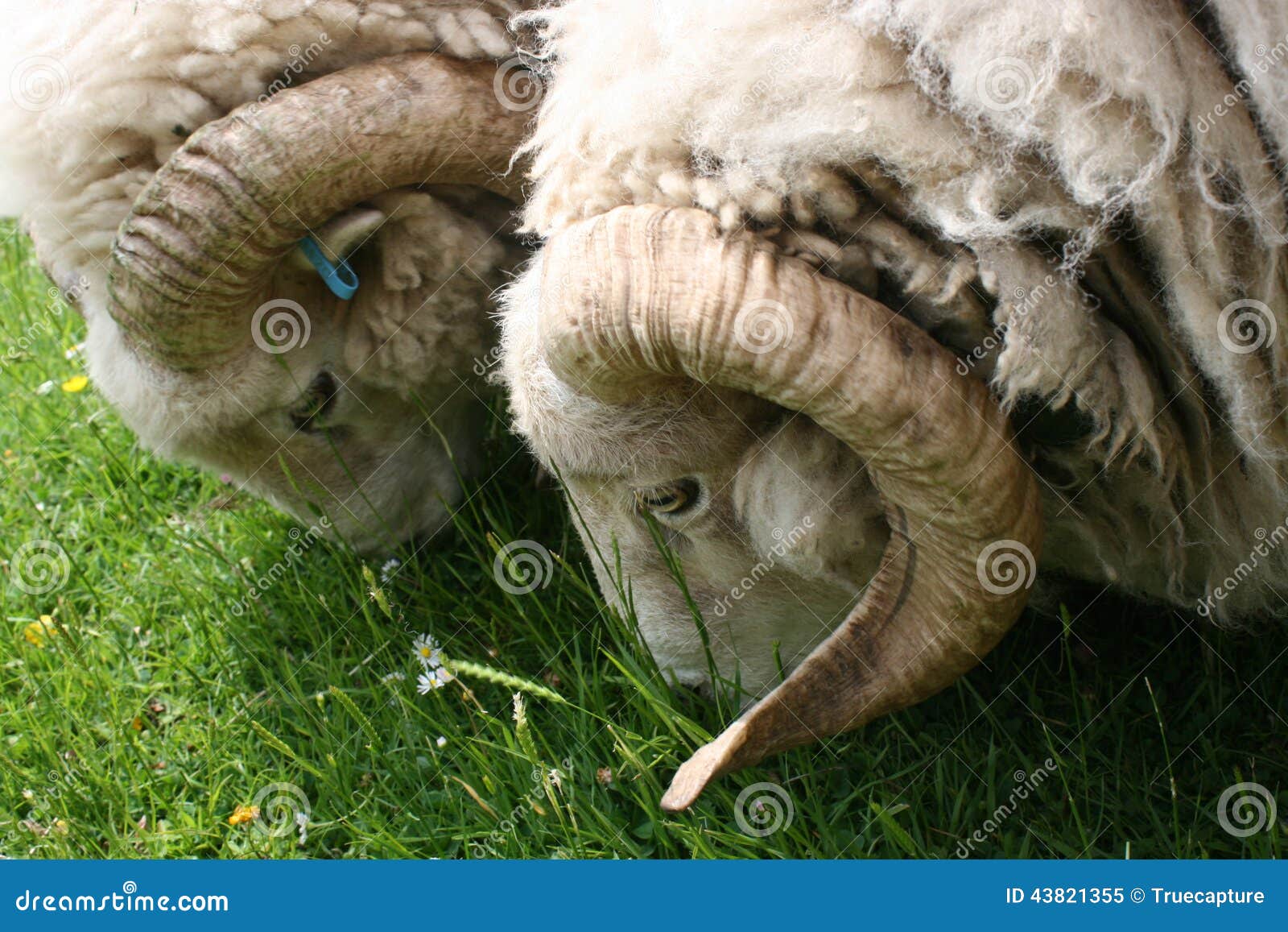 Twin horned sheep stock image. Image of green, sheep - 43821355