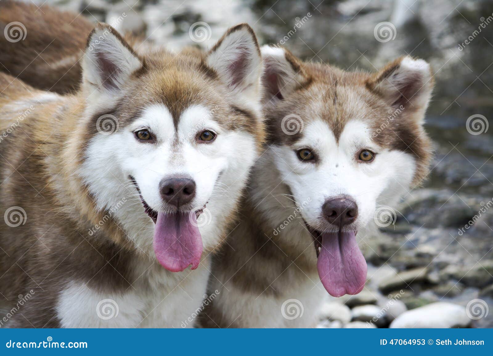 Brothers Huskies Stock Photos - Free & Royalty-Free Stock Photos from ...