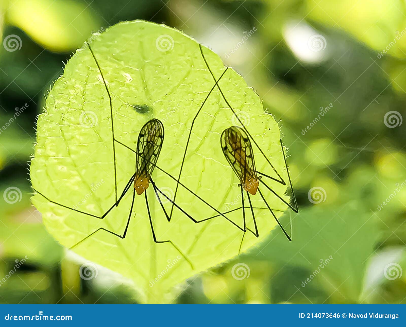 Twin insects on green leaf stock photo. Image of smart - 214073646