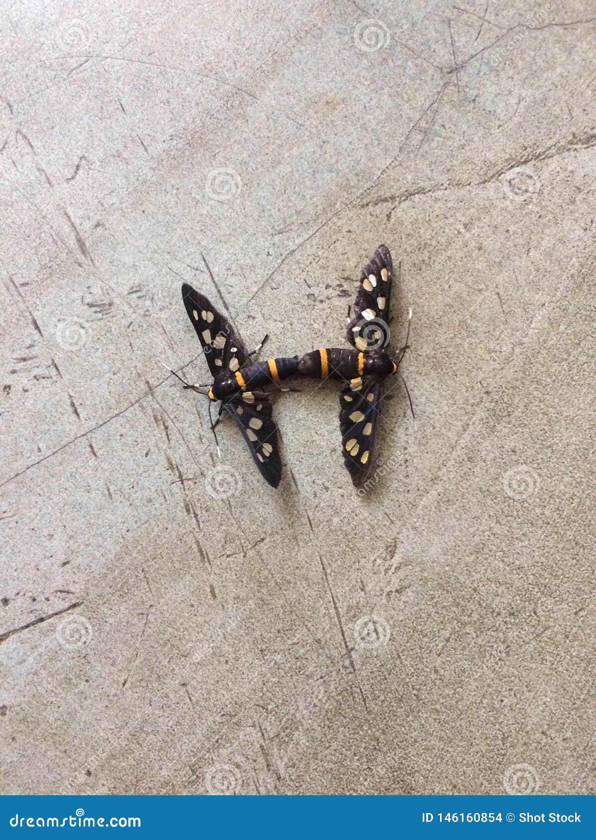 The twin insects stock photo. Image of nature, twin - 146160854