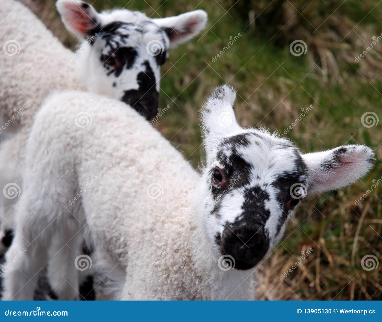 Twin Lambs. stock photo. Image of lambs, woolly, offspring - 13905130
