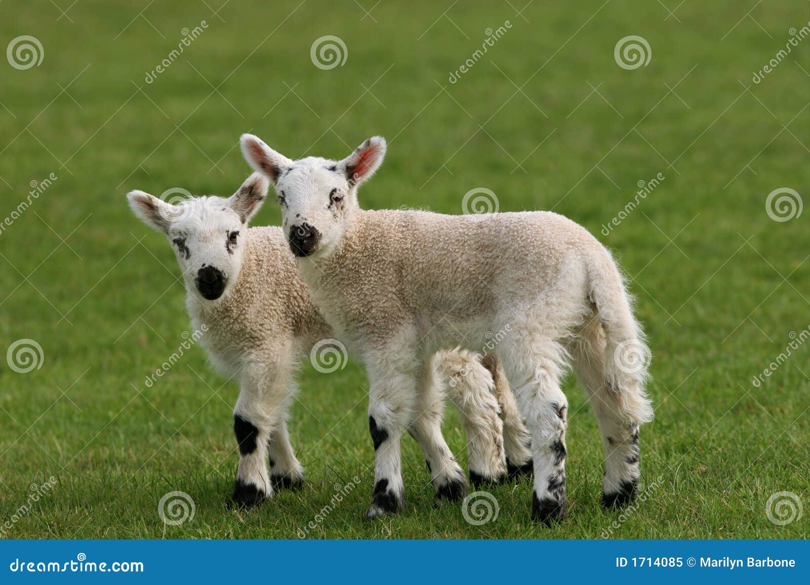 Twin Lambs stock image. Image of innocent, speckled, field - 1714085