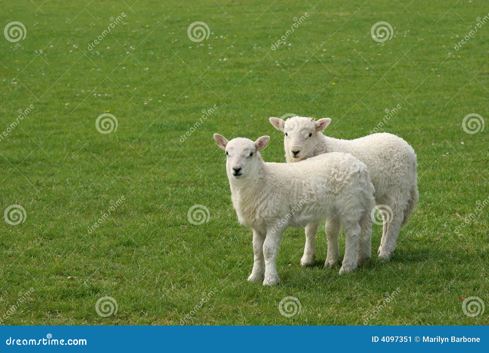 Twin Lambs stock image. Image of animals, expressive, livestock - 4097351