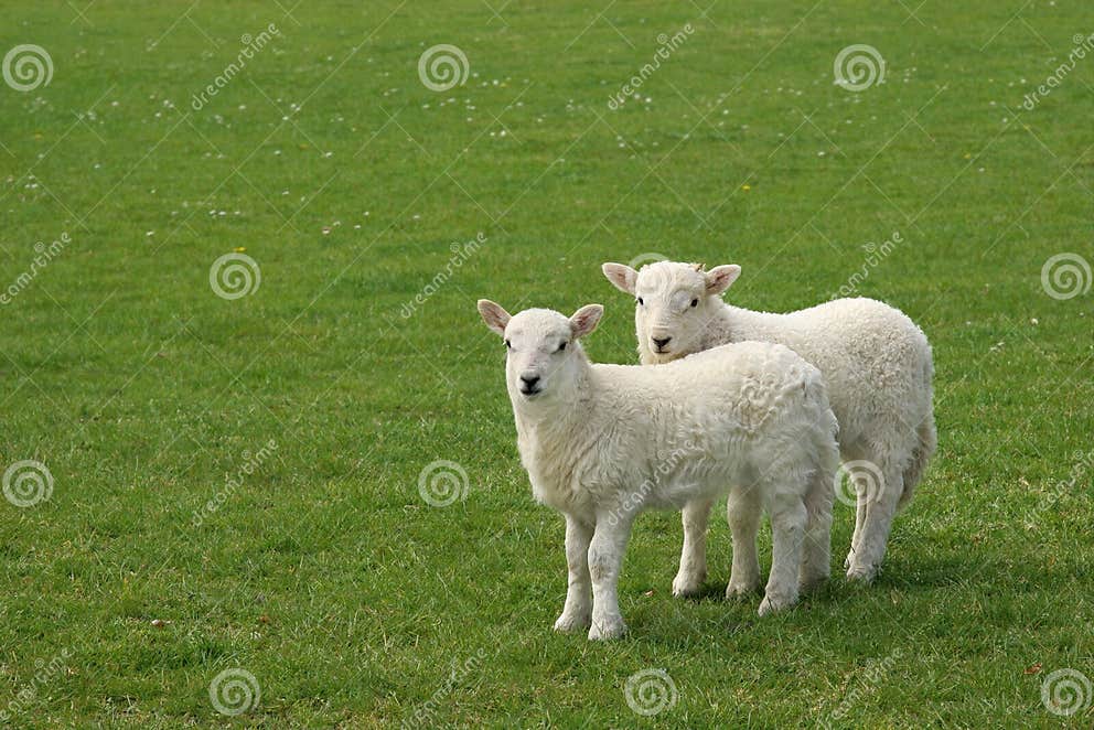 Twin Lambs stock image. Image of animals, expressive, livestock - 4097351