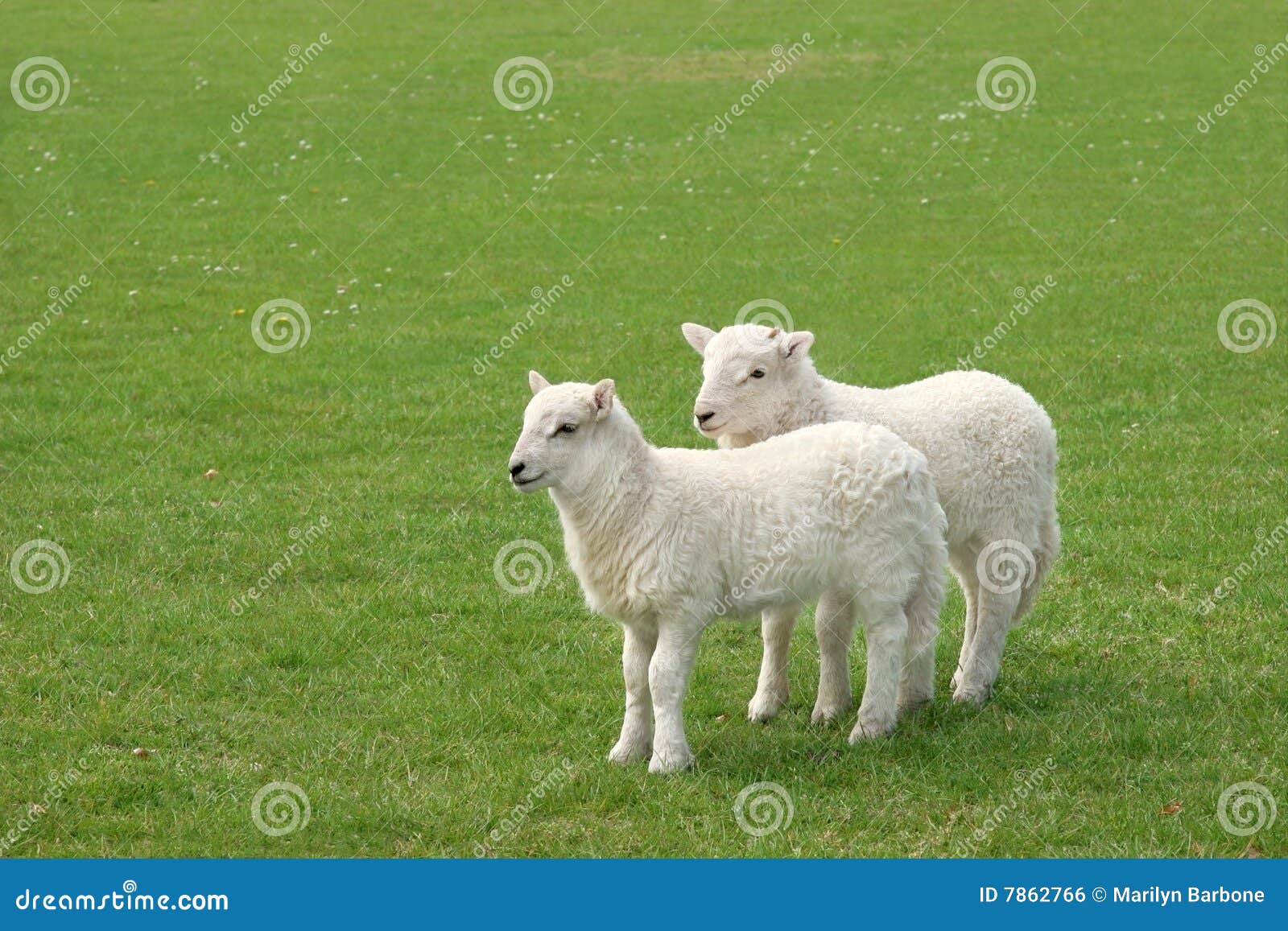 Twin Lambs stock photo. Image of grass, innocent, agriculture - 7862766