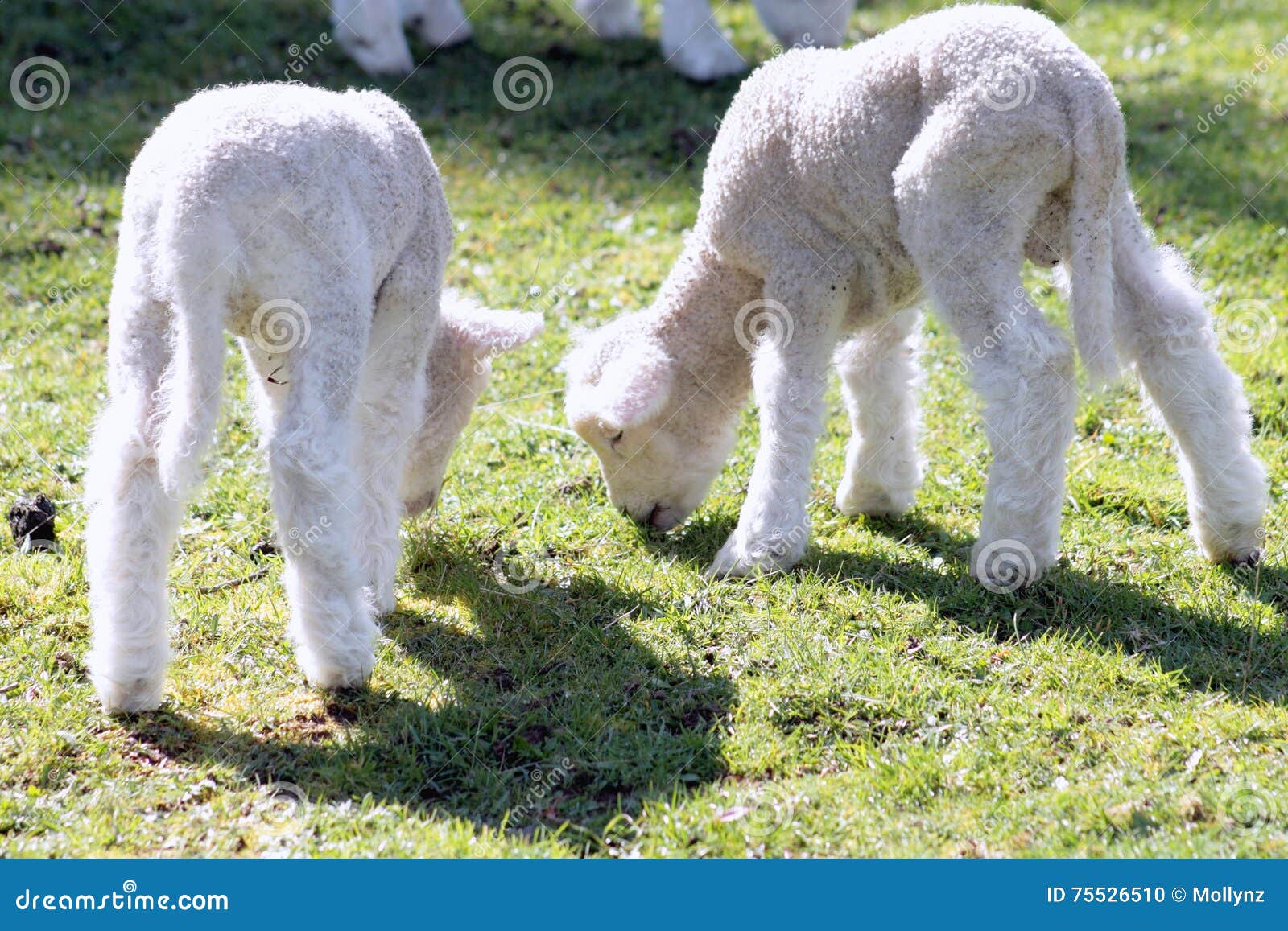 Twin Lambs stock photo. Image of farm, agriculture, feeding - 75526510
