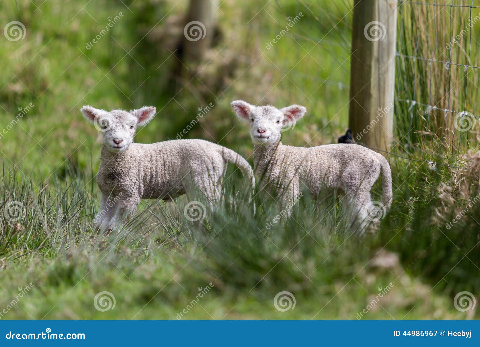 Sheep With Twin Lamb On The Forgotten World Highway, New Zealand Stock ...