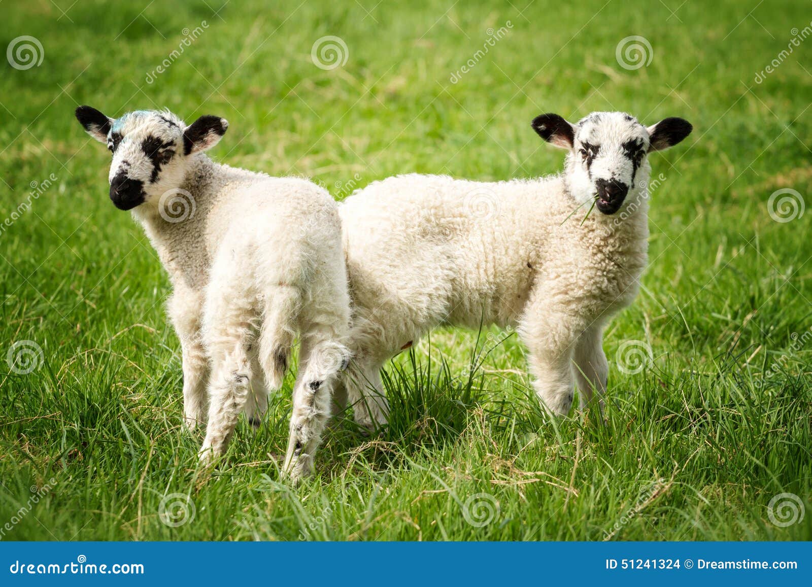Twin lambs stock photo. Image of land, farming, close - 51241324