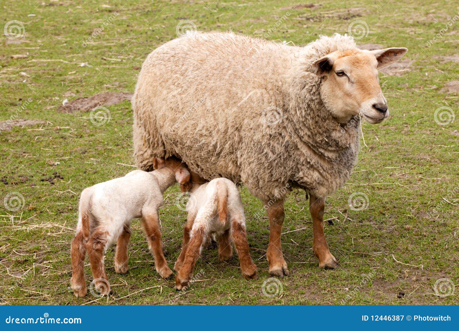 Twin Lambs with Mother Sheep Stock Image - Image of innocence, family ...