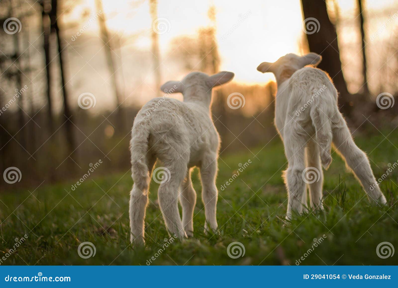 Twin Lambs in Pasture stock photo. Image of watching - 29041054