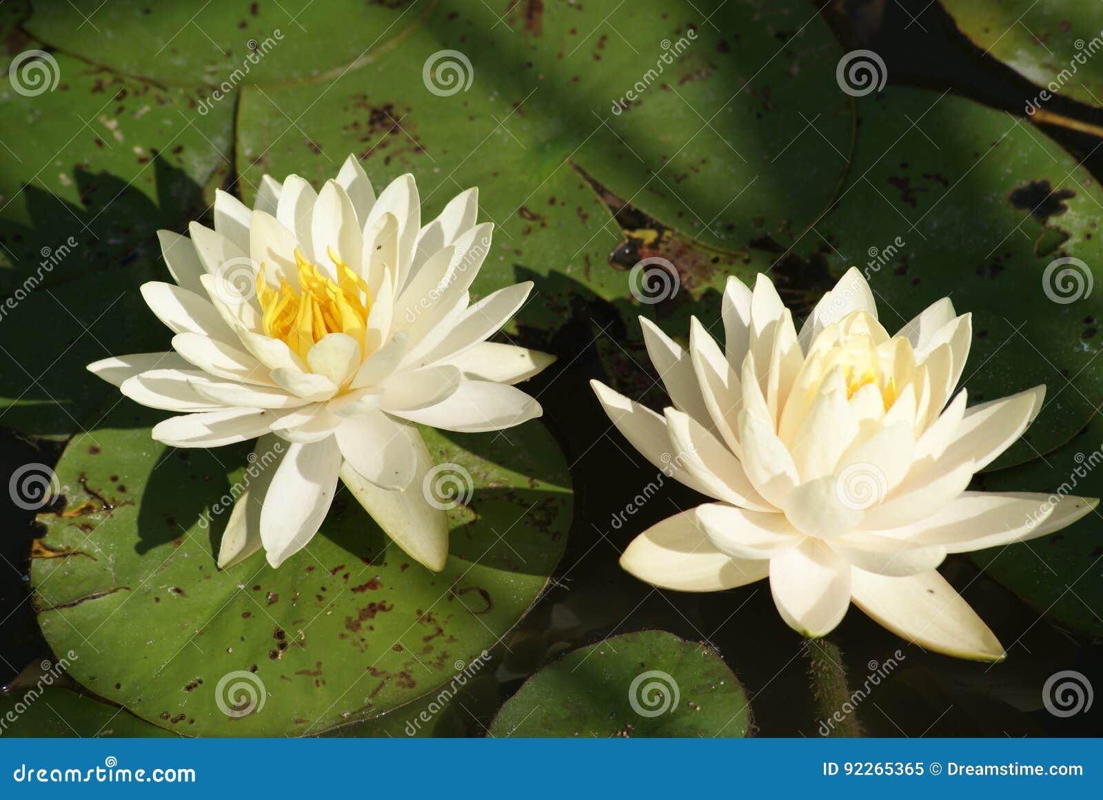 Twin Lilies stock image. Image of flowers, blooming, twin - 92265365