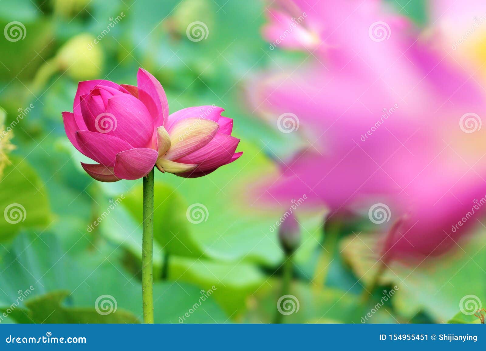 Twin Lotus Buds on One Stalk Stock Image - Image of twin, bloom: 154955451