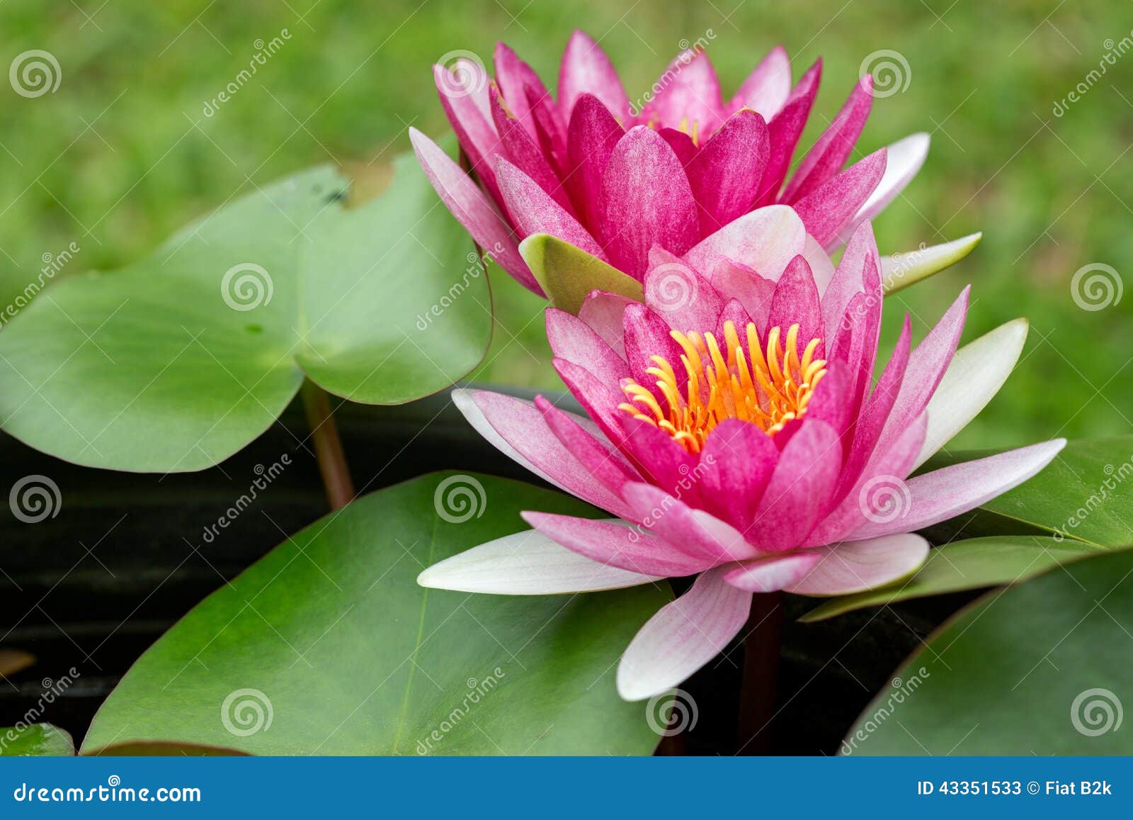 Twin Lotus stock image. Image of lotus, garden, flower - 43351533