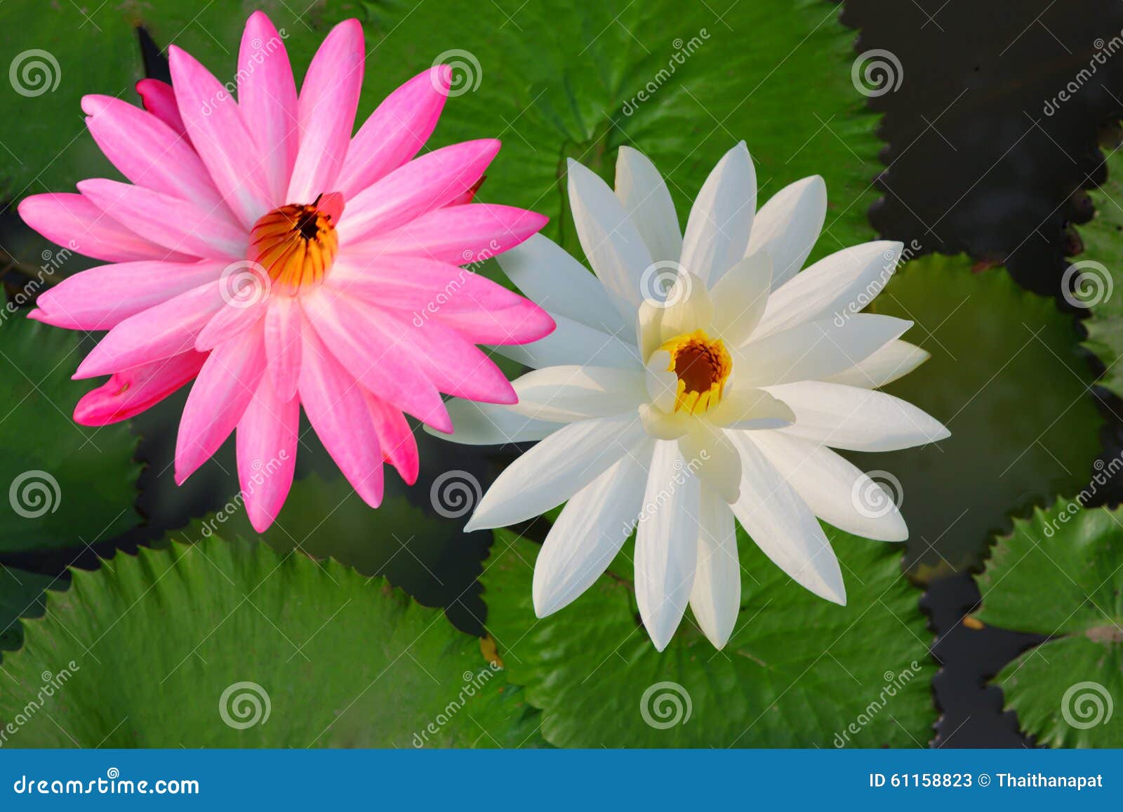 Twin Lotus stock image. Image of botany, colorful, close - 61158823