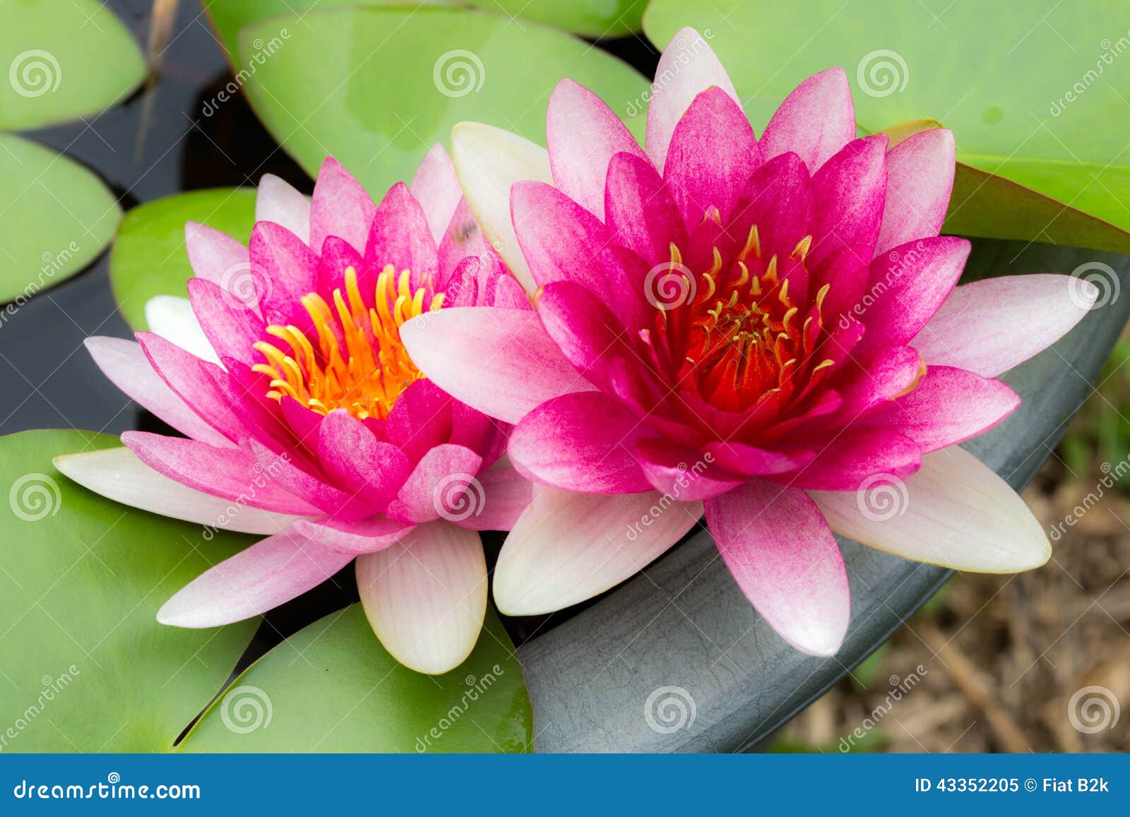Twin Lotus stock image. Image of nature, twin, flower - 43352205