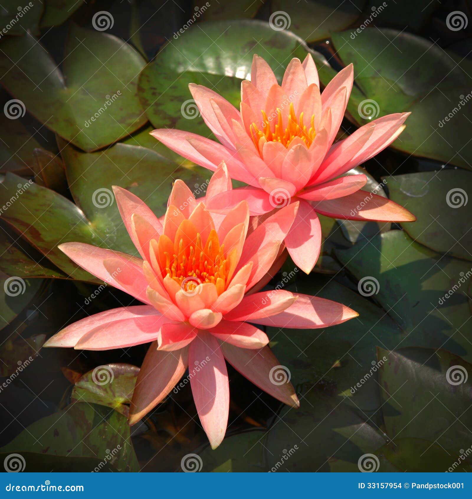 Twin lotus stock photo. Image of flower, hism, pink, tropical - 33157954
