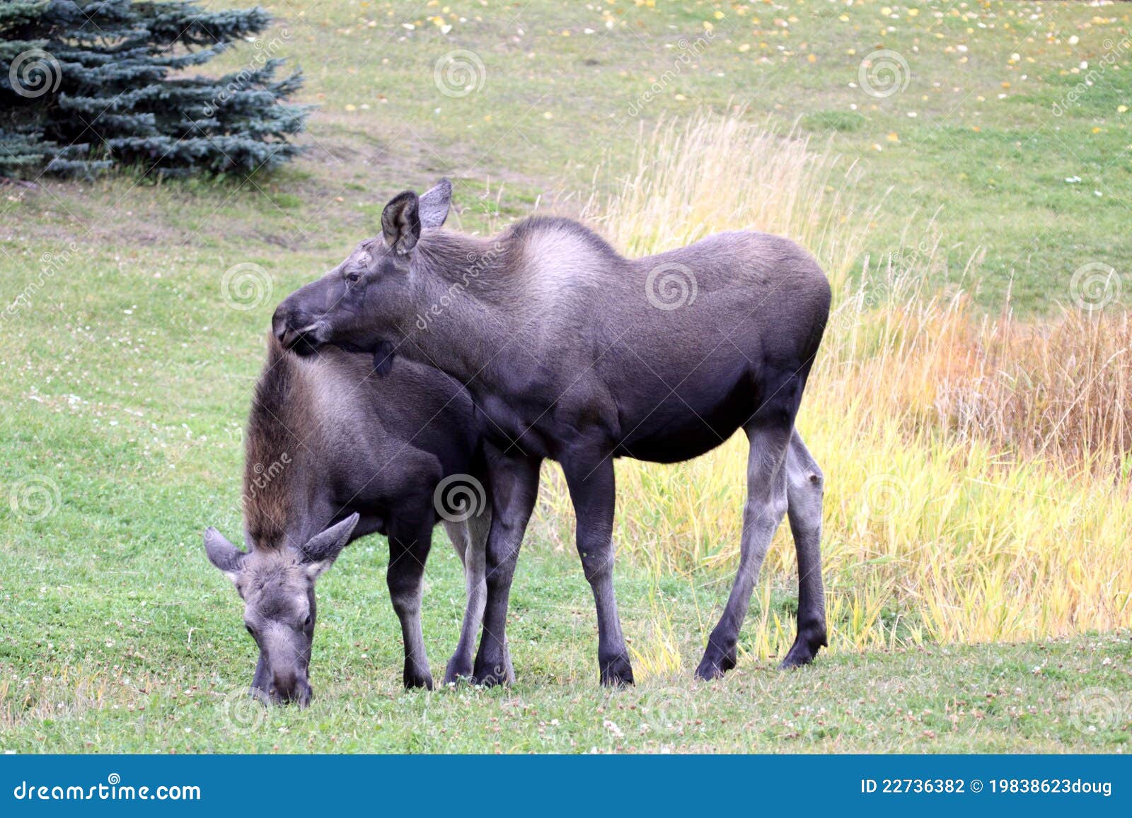 Moose With Two Calves Stock Photography | CartoonDealer.com #18156632