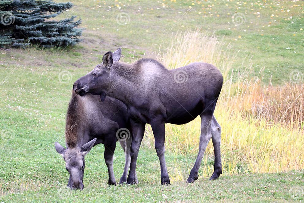Twin Moose Calves stock photo. Image of nature, calf - 22736382