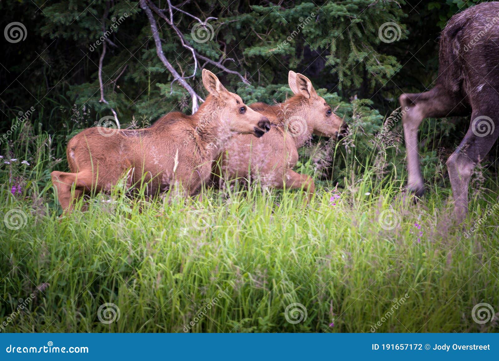 Twin Moose Calves Following Mother Stock Photo - Image of calves, baby ...