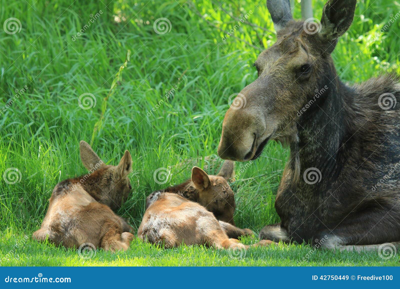 Twin Moose at Rest stock image. Image of mountains, rest - 42750449