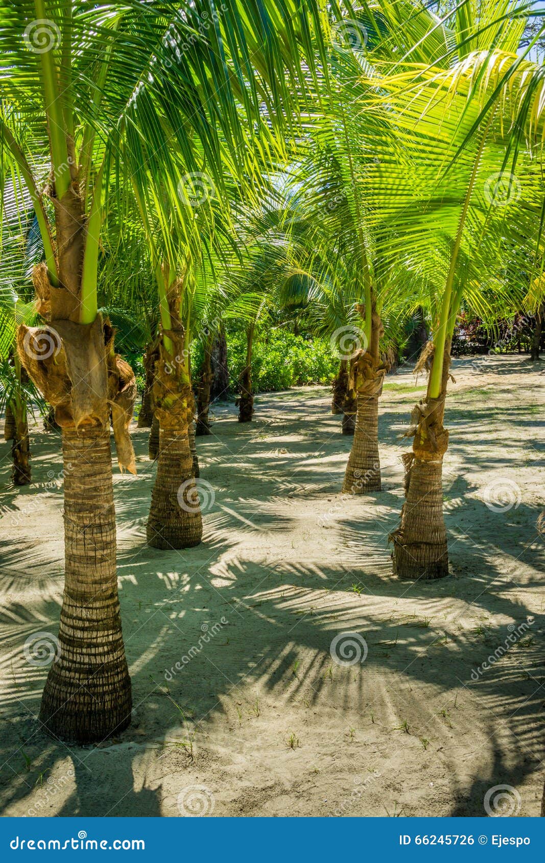 Twin Palm Tree Row stock photo. Image of palm, sunny - 66245726