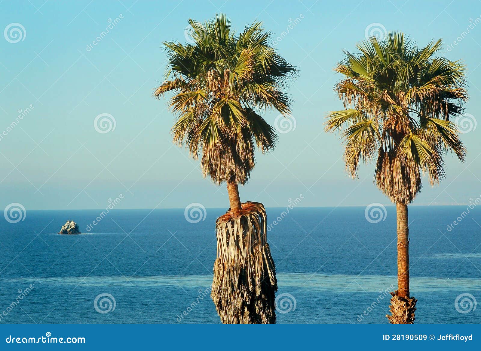Twin Palm Trees stock image. Image of trees, pair, blue - 28190509