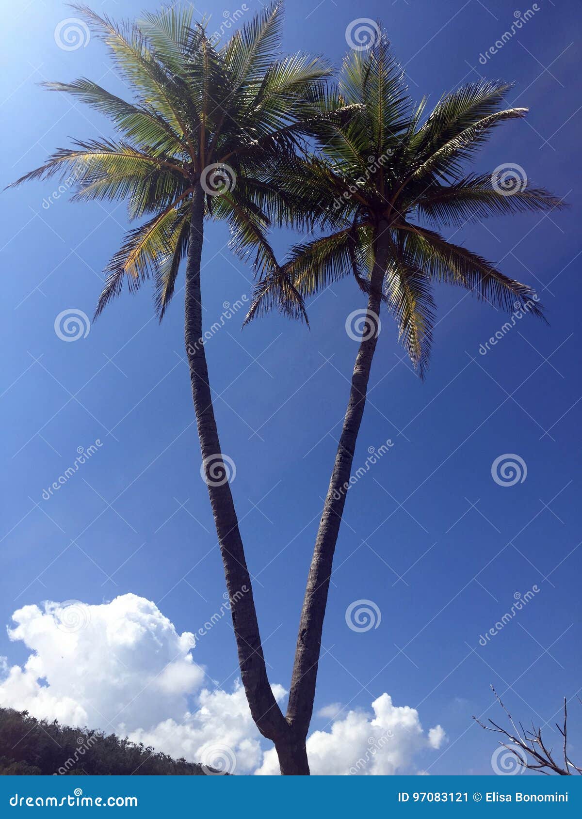 Twin palm view stock image. Image of tree, island, travel - 97083121