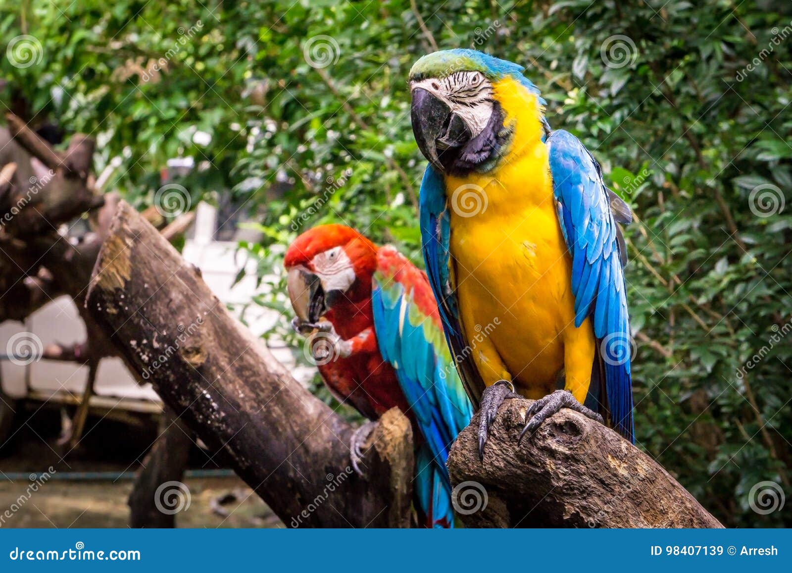 Twin Parrots stock image. Image of beautiful, green, island - 98407139