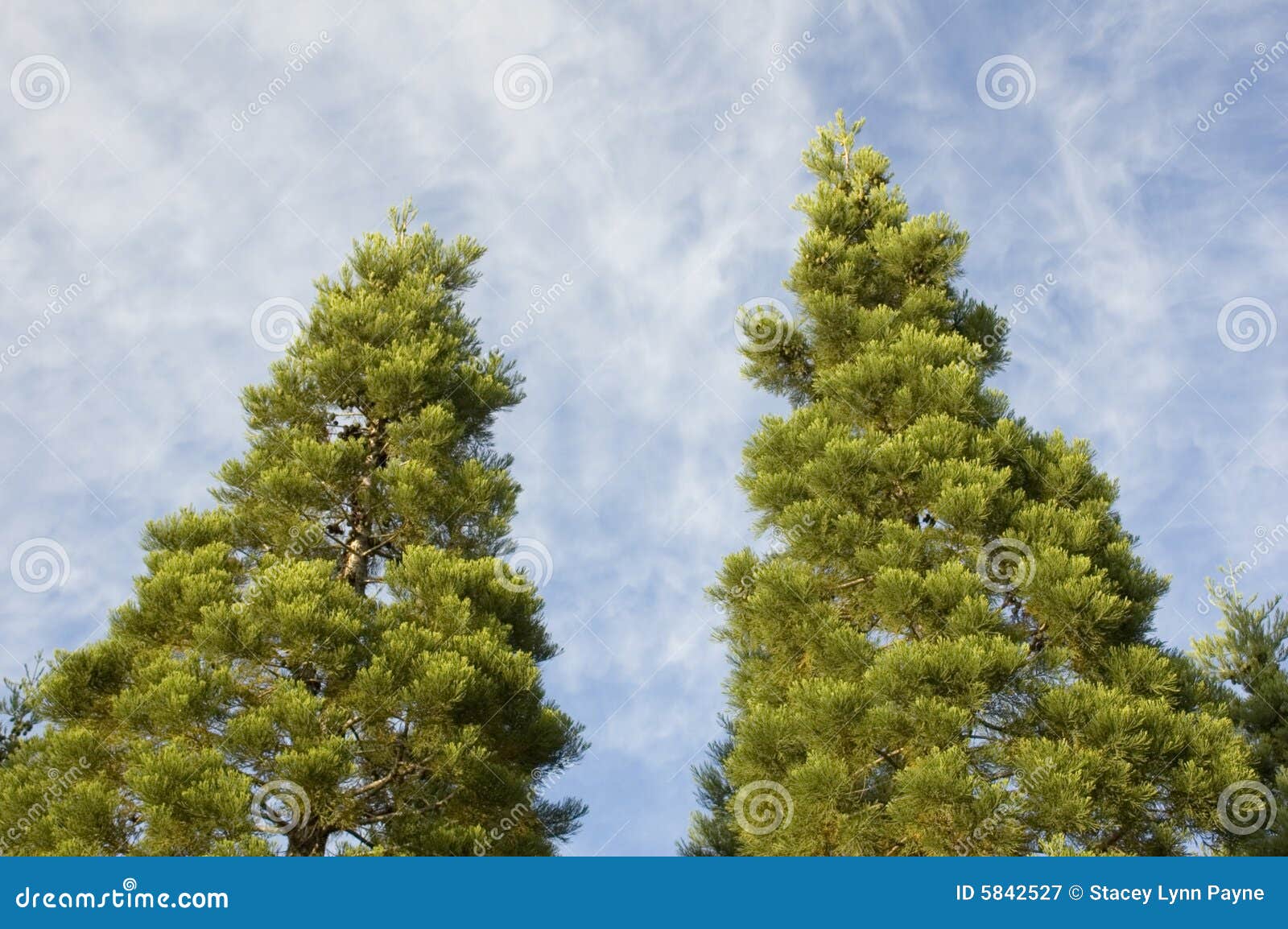 Twin Pine Trees stock image. Image of conifer, washington - 5842527