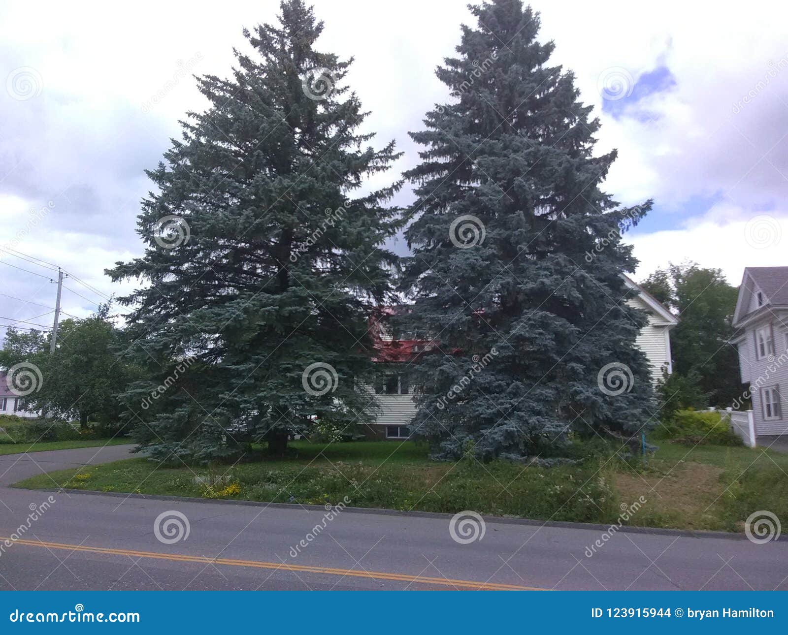 Twin Pines stock photo. Image of trees, nature, pines - 123915944