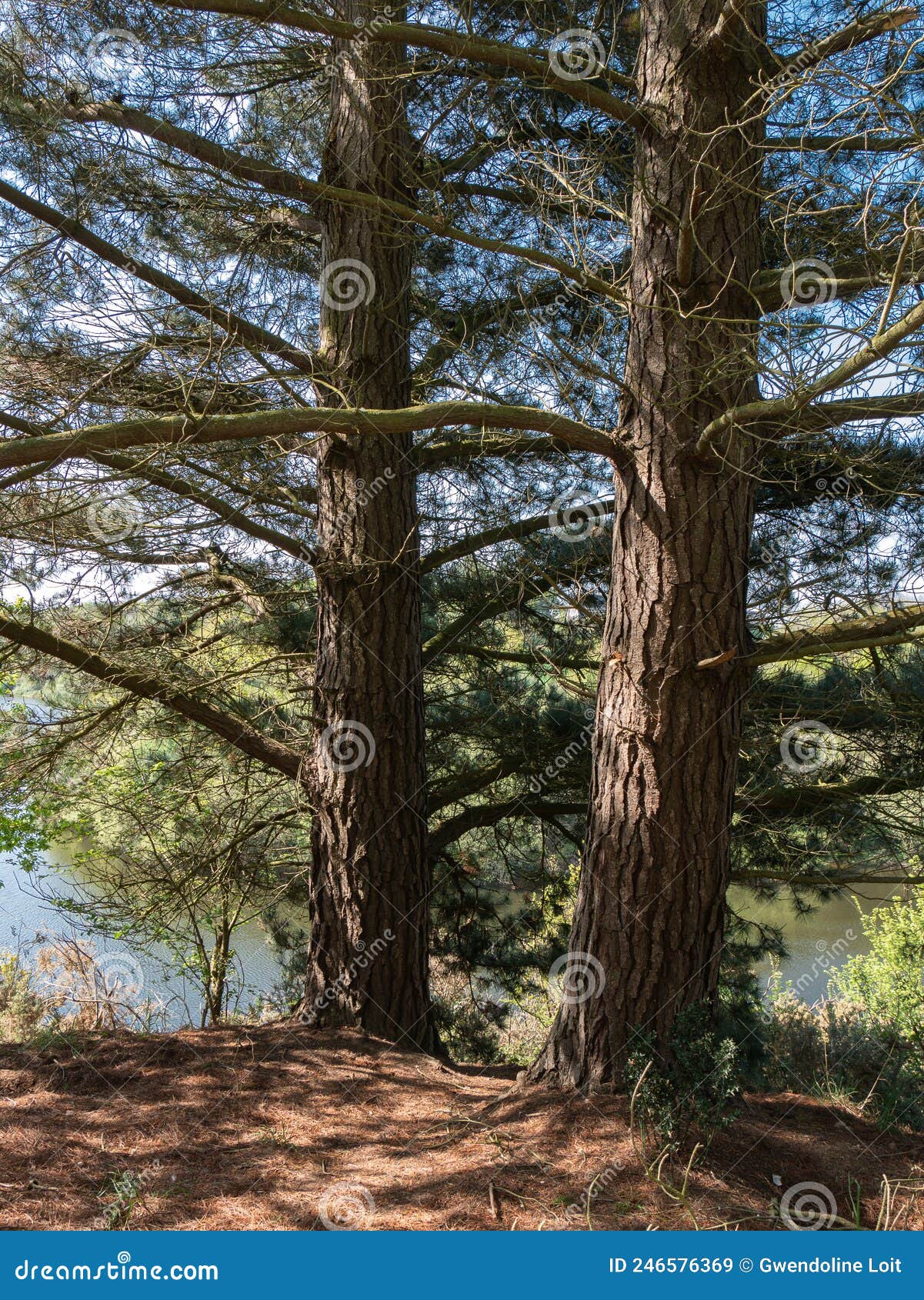 Twin pines stock image. Image of wood, flower, tree - 246576369