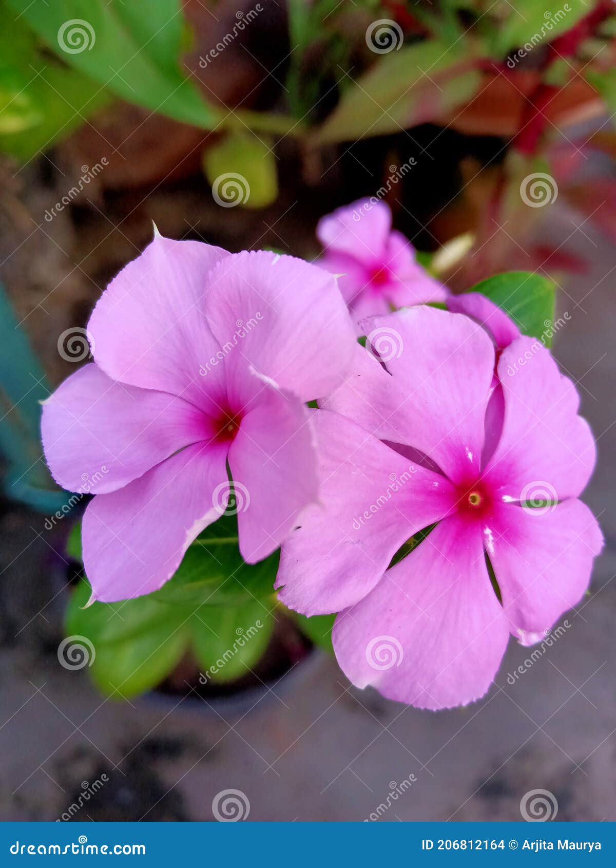 Twin Pink Periwinkle Amazing Pic in One Frame Stock Photo - Image of ...