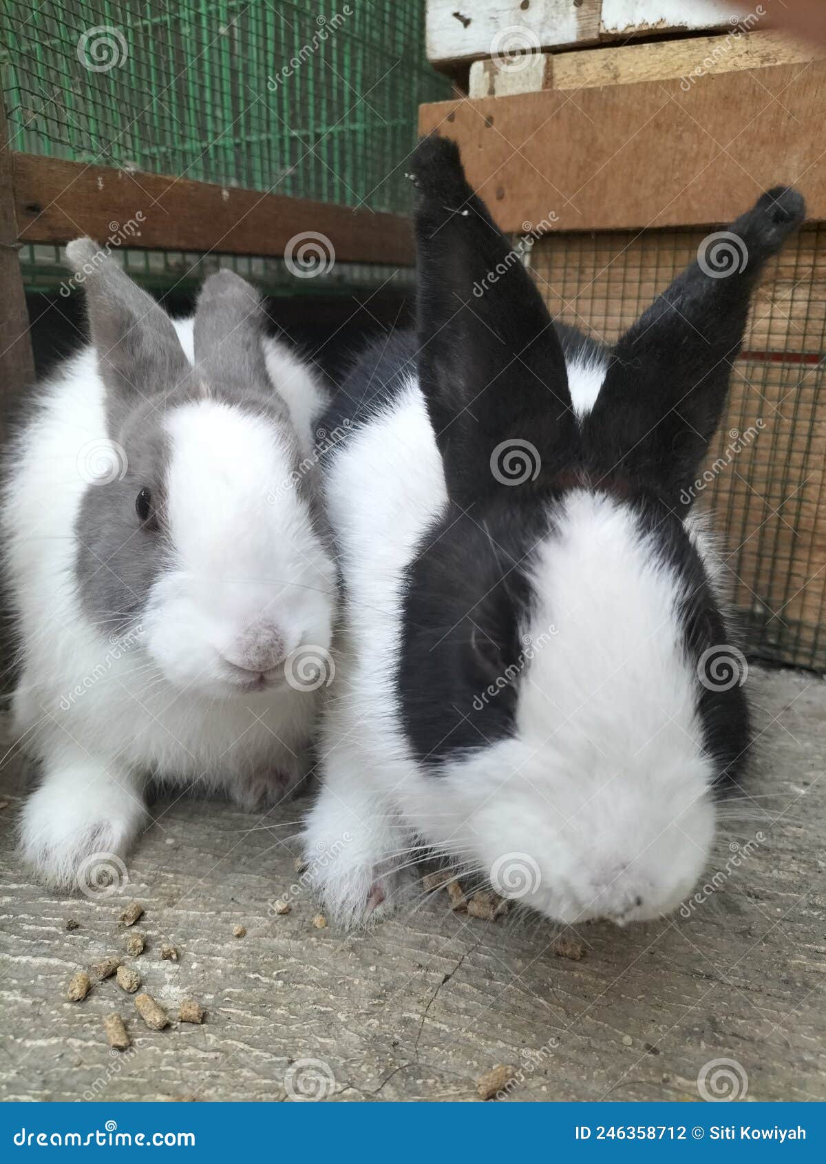 The twin rabbit stock photo. Image of rabbit, puppy - 246358712