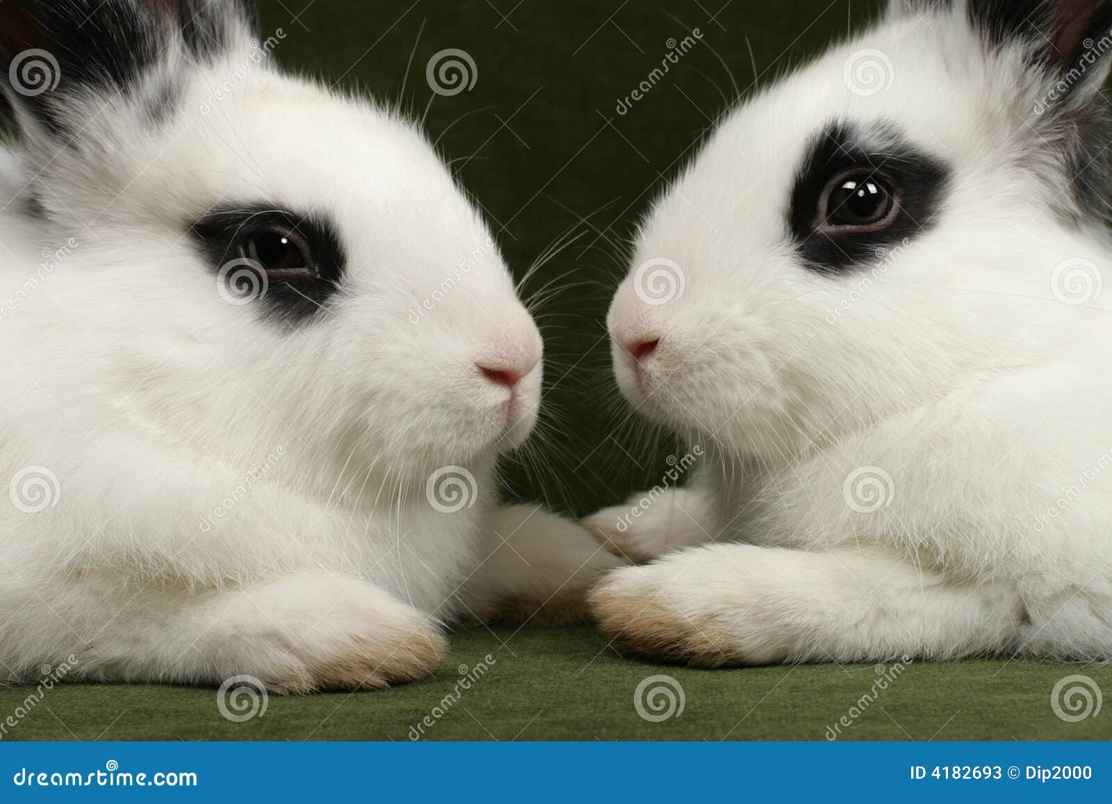 Twin rabbits stock image. Image of rodent, fine, little - 4182693