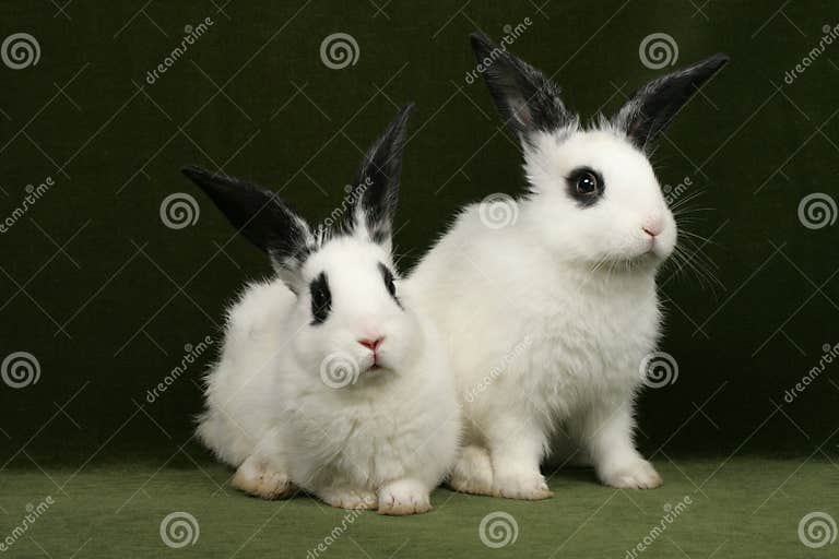 Twin rabbits stock image. Image of young, face, twin, rodent - 4376163