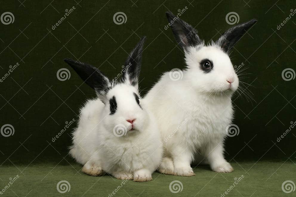 Twin rabbits stock image. Image of young, face, twin, rodent - 4376163