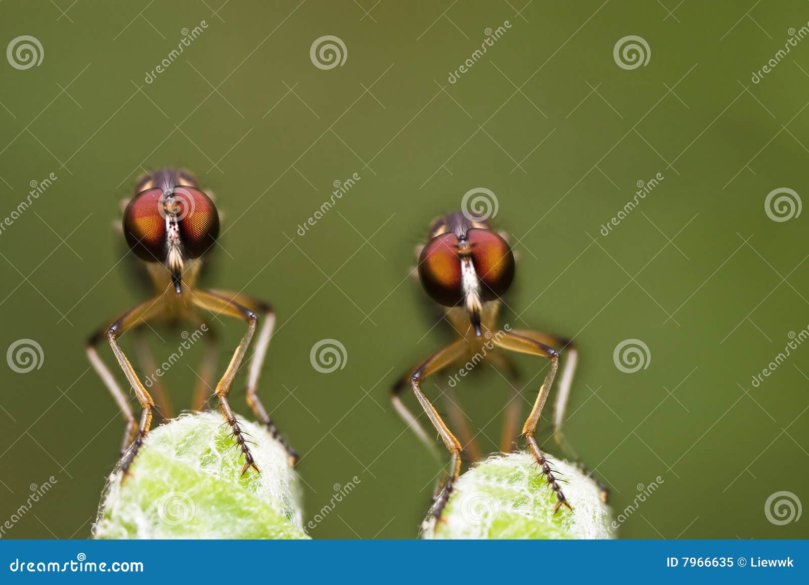 Twin Robber fly face view stock image. Image of view, fauna - 7966635