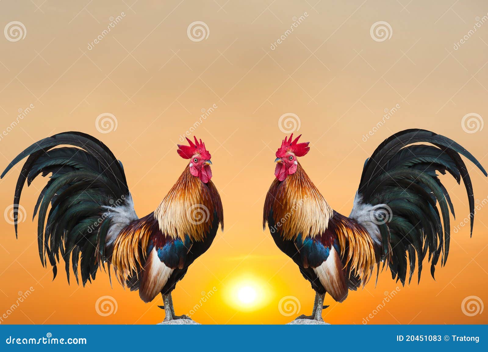 Twin Roosters on Sunrise stock image. Image of feathers - 20451083