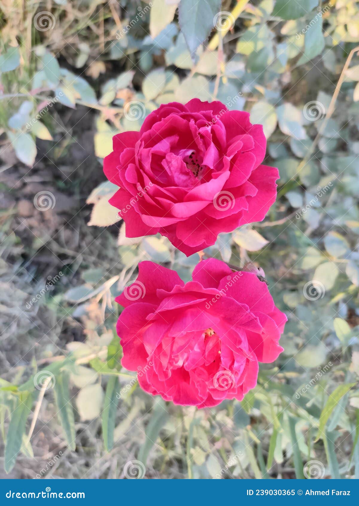 Twin Rose Beautiful Rose Evening Time Good Click Stock Image - Image of ...